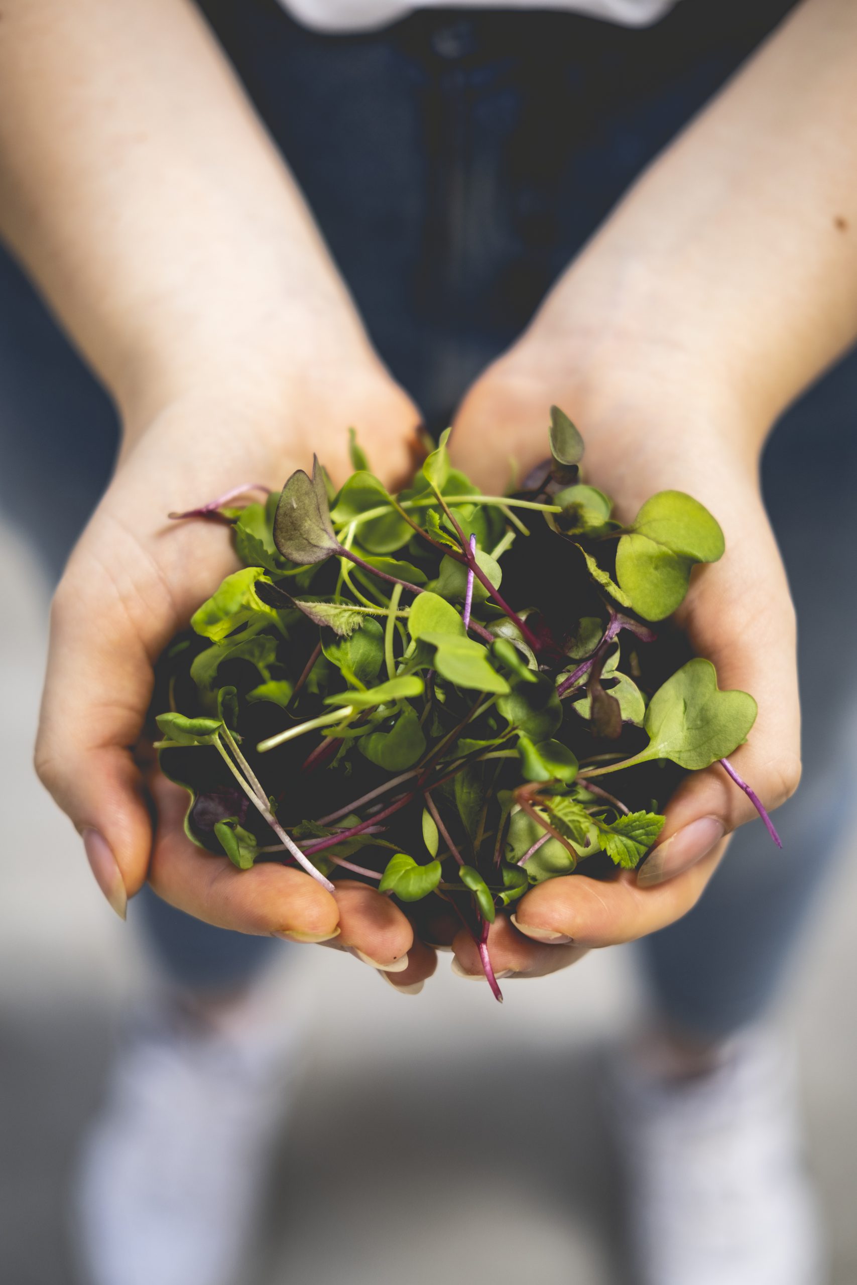 Our products - Chef's Farm