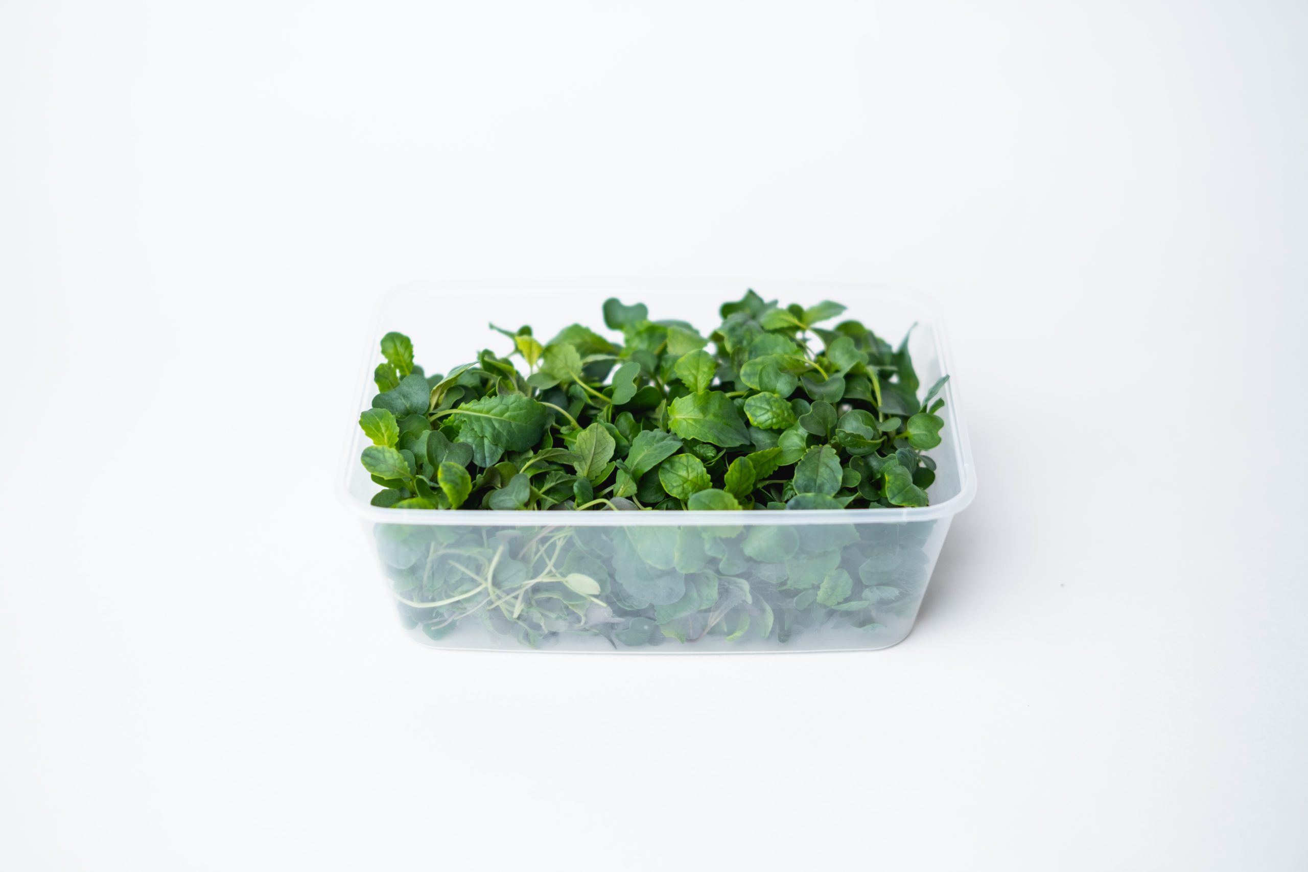 BLACK KALE - Chef's Farm